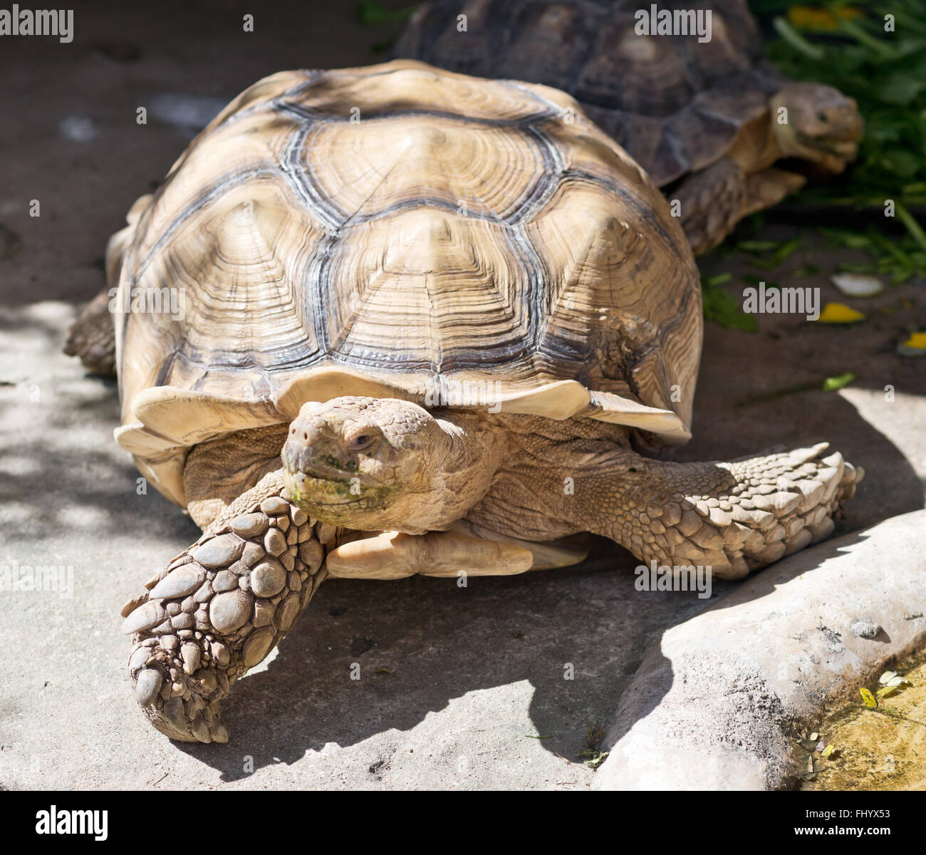 Big tortoise hi-res stock photography and images - Alamy