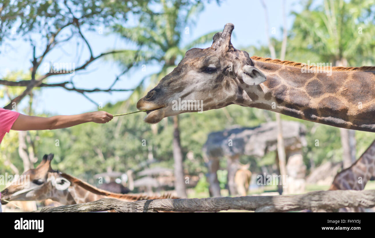 feeding giraffe in the Zoo Stock Photo - Alamy