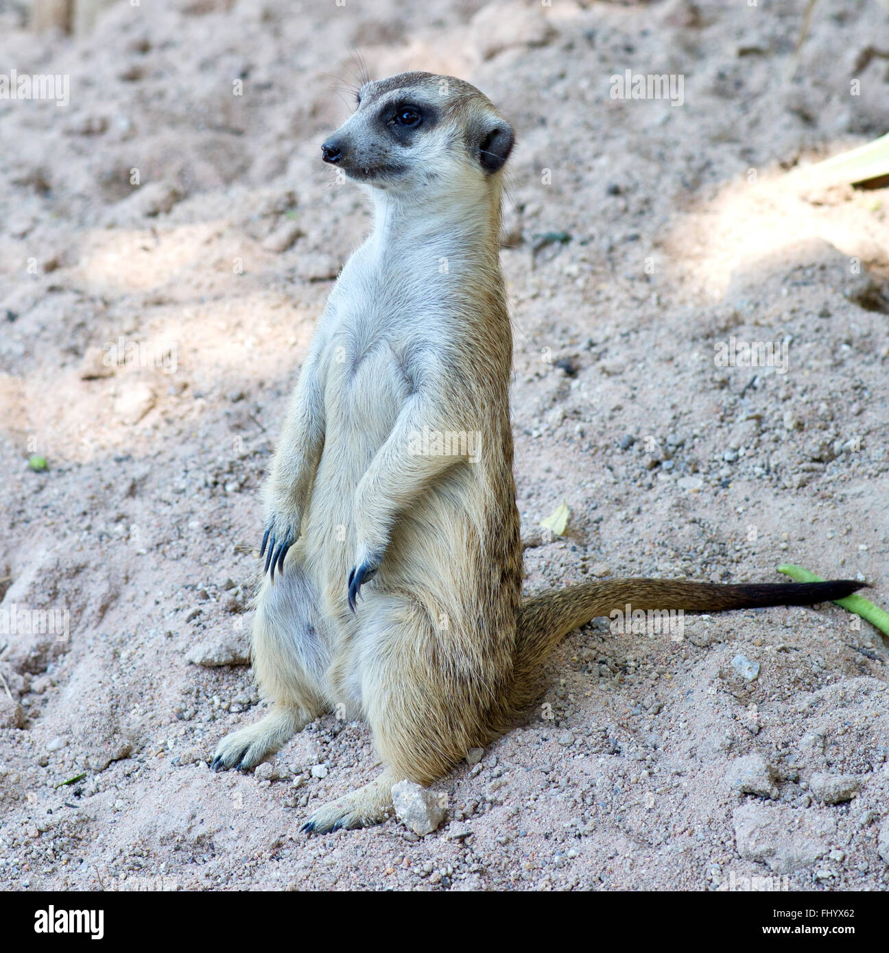 Surikat hi-res stock photography and images - Alamy