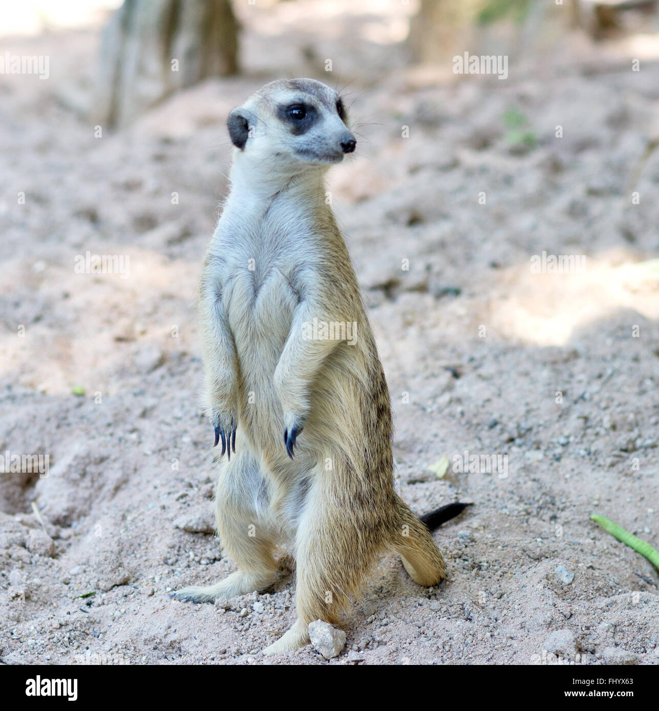 Suricat hi-res stock photography and images - Alamy