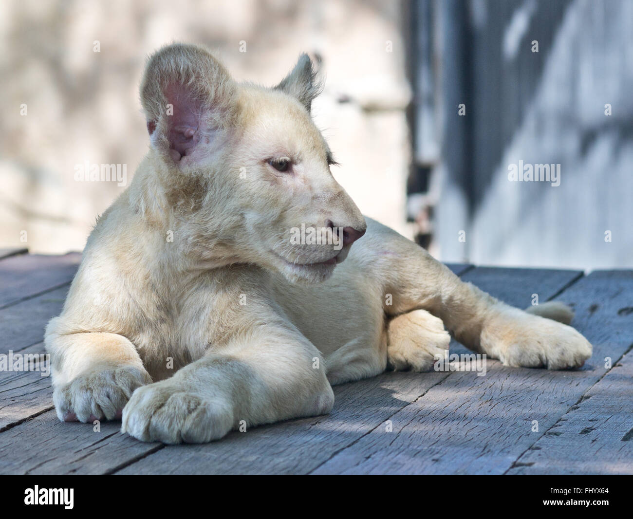 White lion cub rare hi-res stock photography and images - Alamy