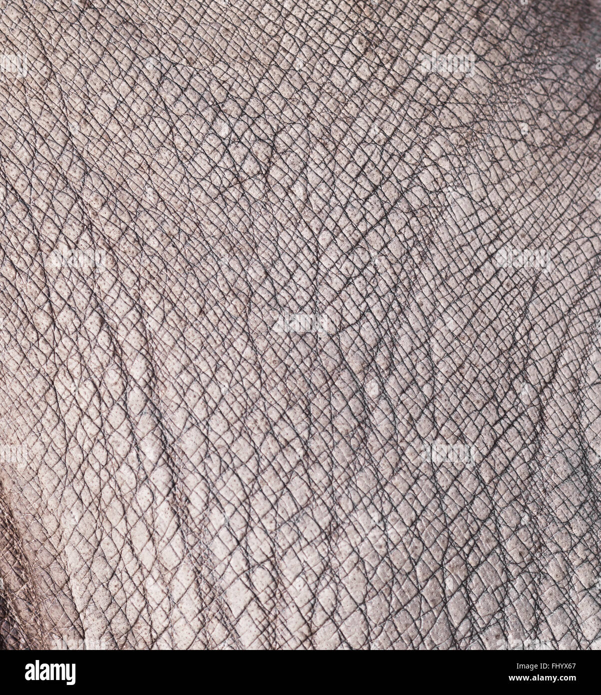 close up shot of rhino skin Stock Photo - Alamy