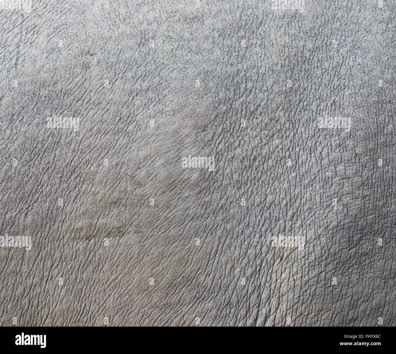 Rhino white rhinoceros skin texture hi-res stock photography and images ...
