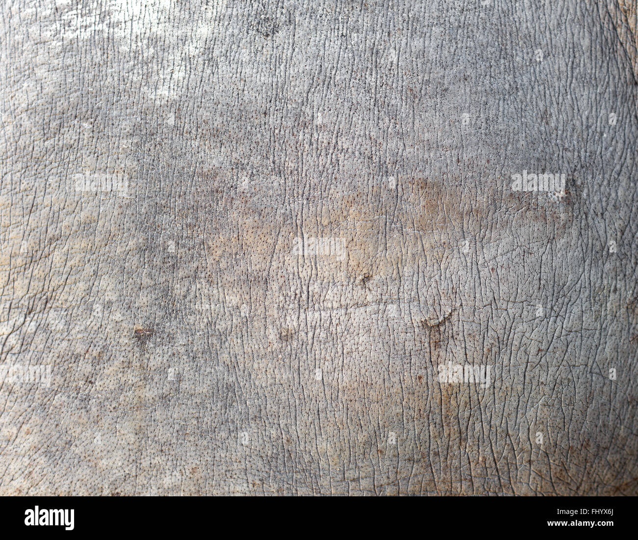 Rhino white rhinoceros skin texture hi-res stock photography and images ...