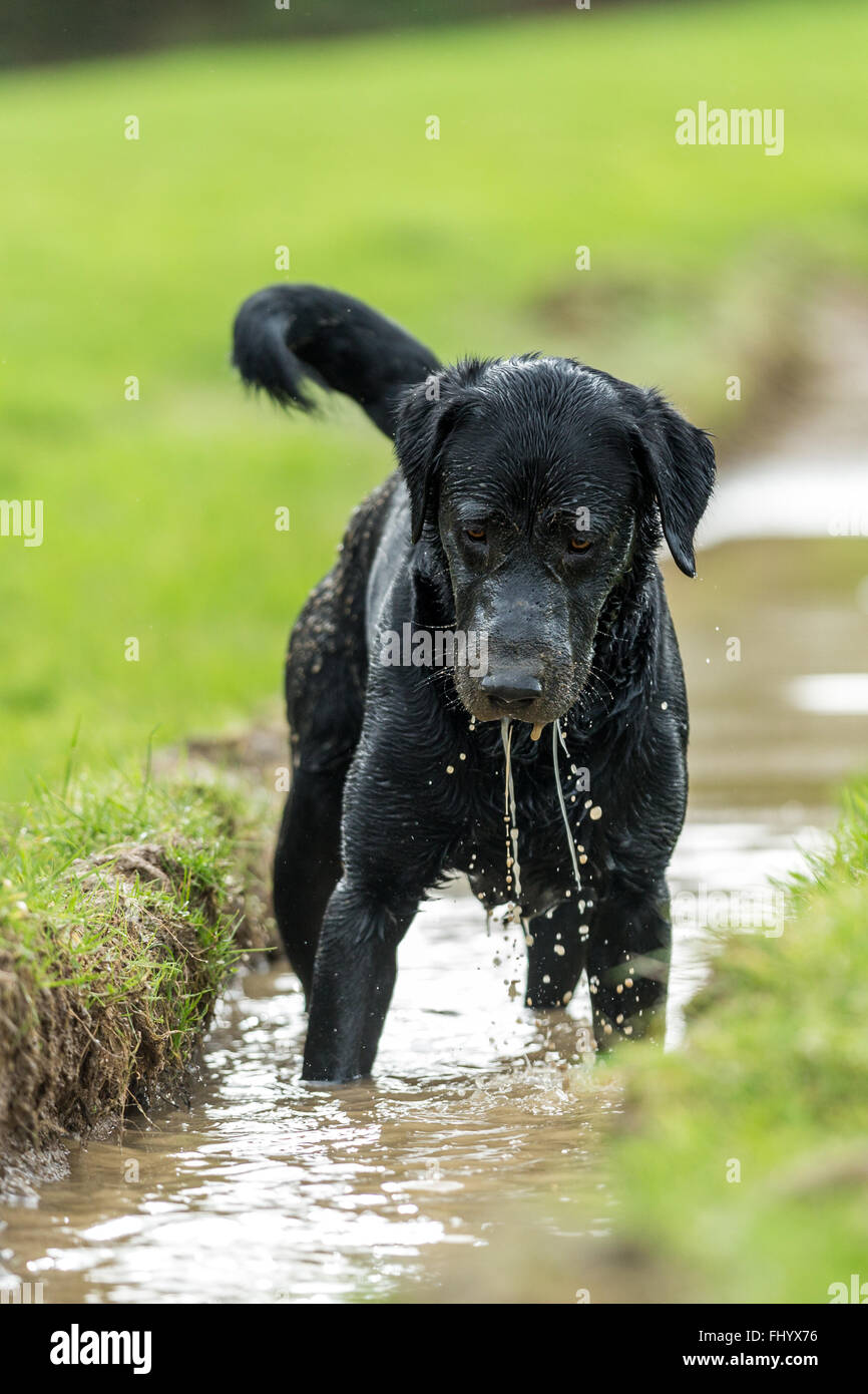 Black Labrador dog playing in muddy puddles Stock Photo - Alamy