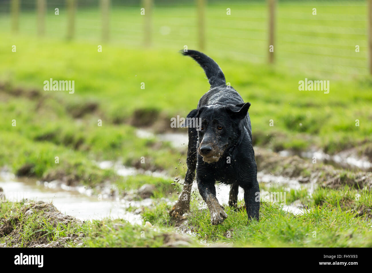 Black Labrador dog playing in muddy puddles Stock Photo - Alamy
