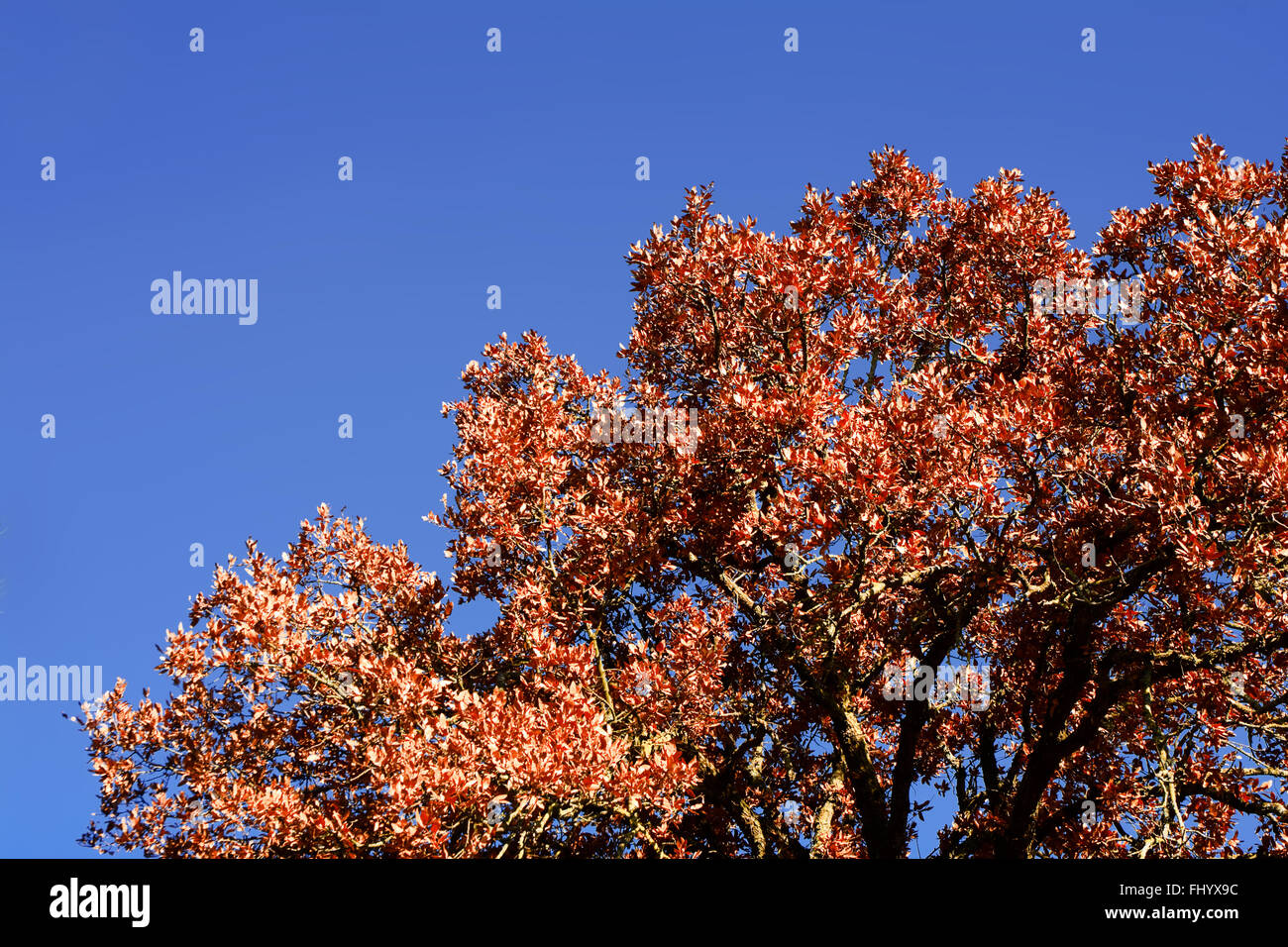 Branch oak tree italy hi-res stock photography and images - Alamy