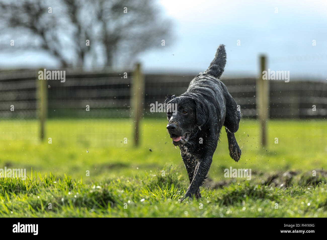 Black Labrador dog playing Stock Photo - Alamy