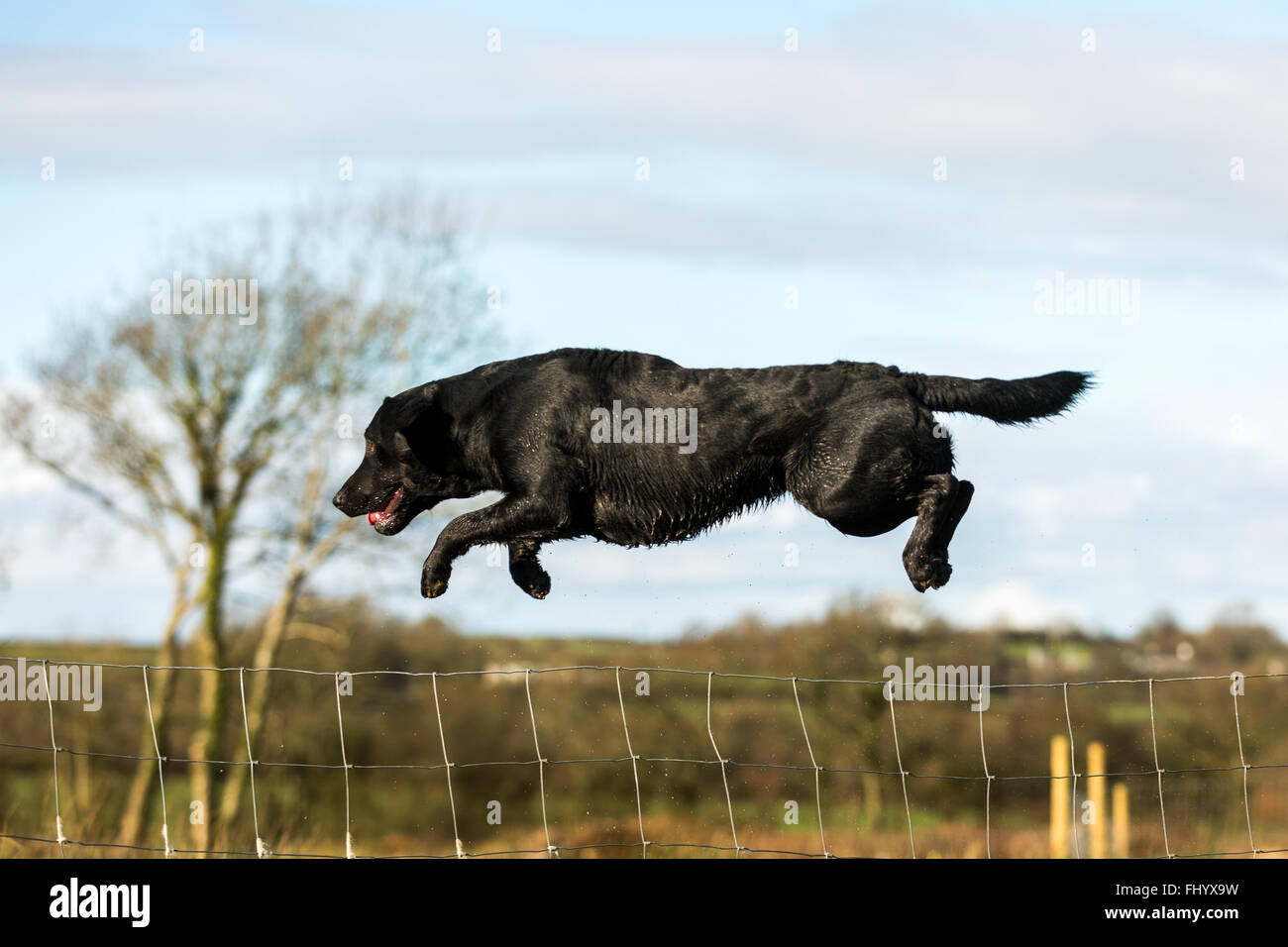 Black labrador dog jumping fence hi-res stock photography and images ...