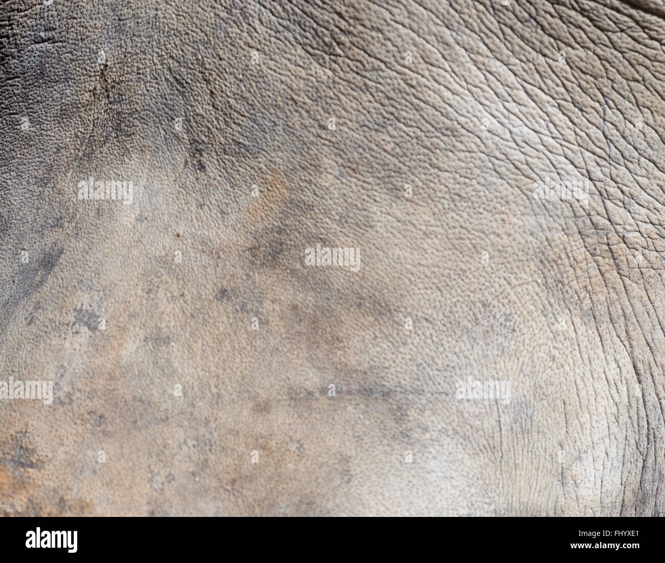 Rhino skin texture hi-res stock photography and images - Alamy
