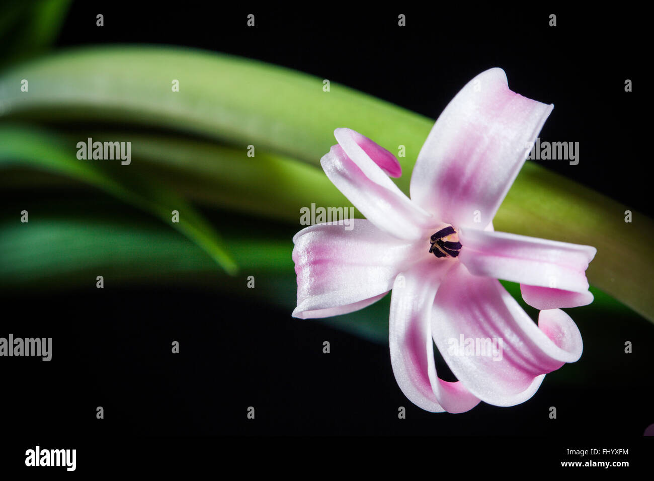 Hyacinth single violet macro flower on black background Stock Photo - Alamy