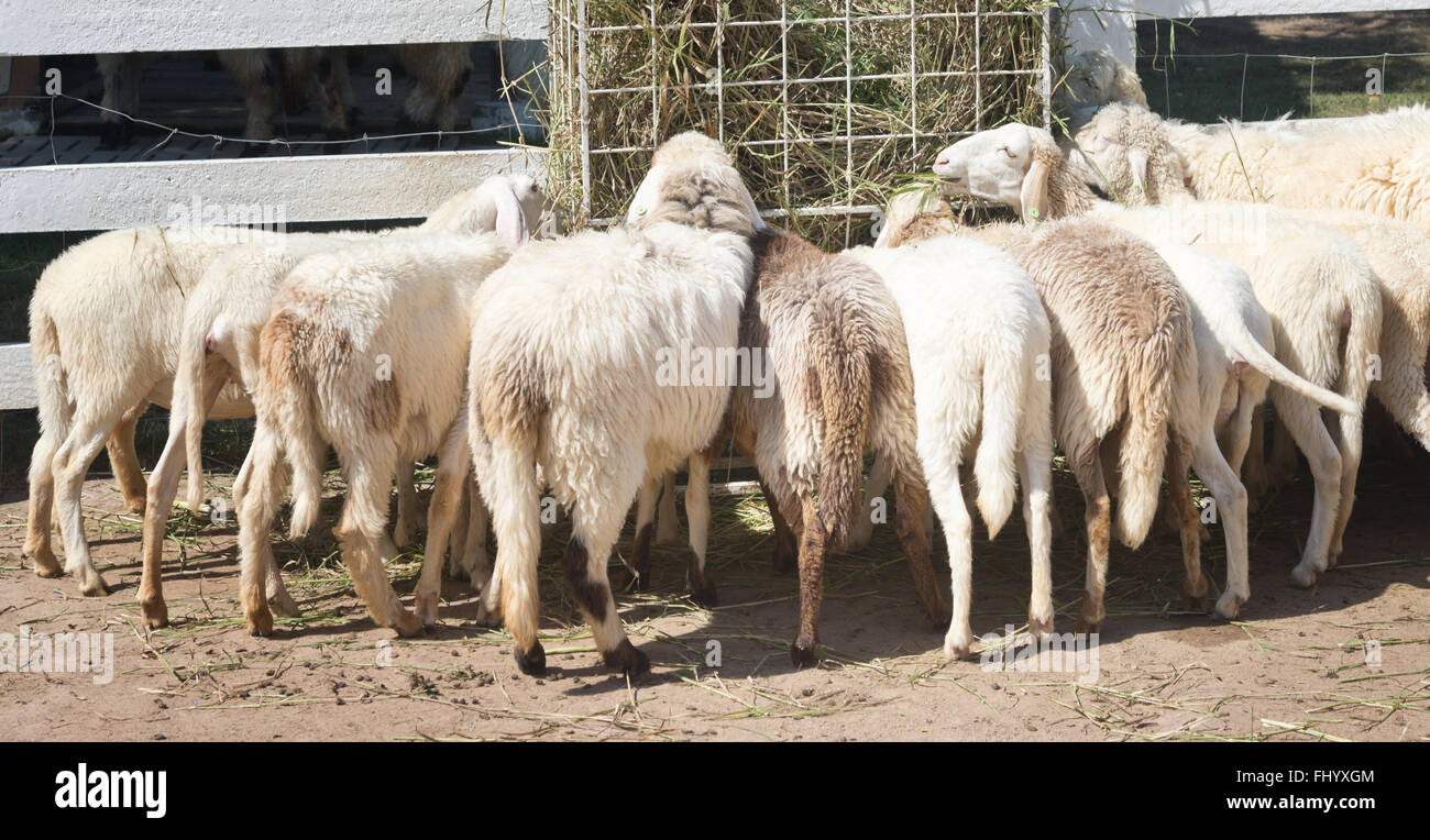 sheep eating grass in a farm, back view Stock Photo - Alamy