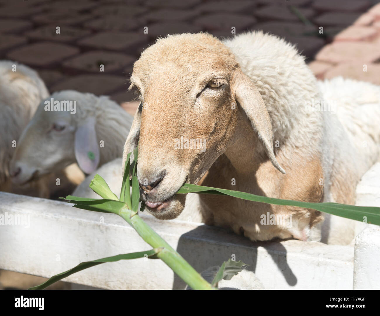 Sheep eating plant hi-res stock photography and images - Alamy