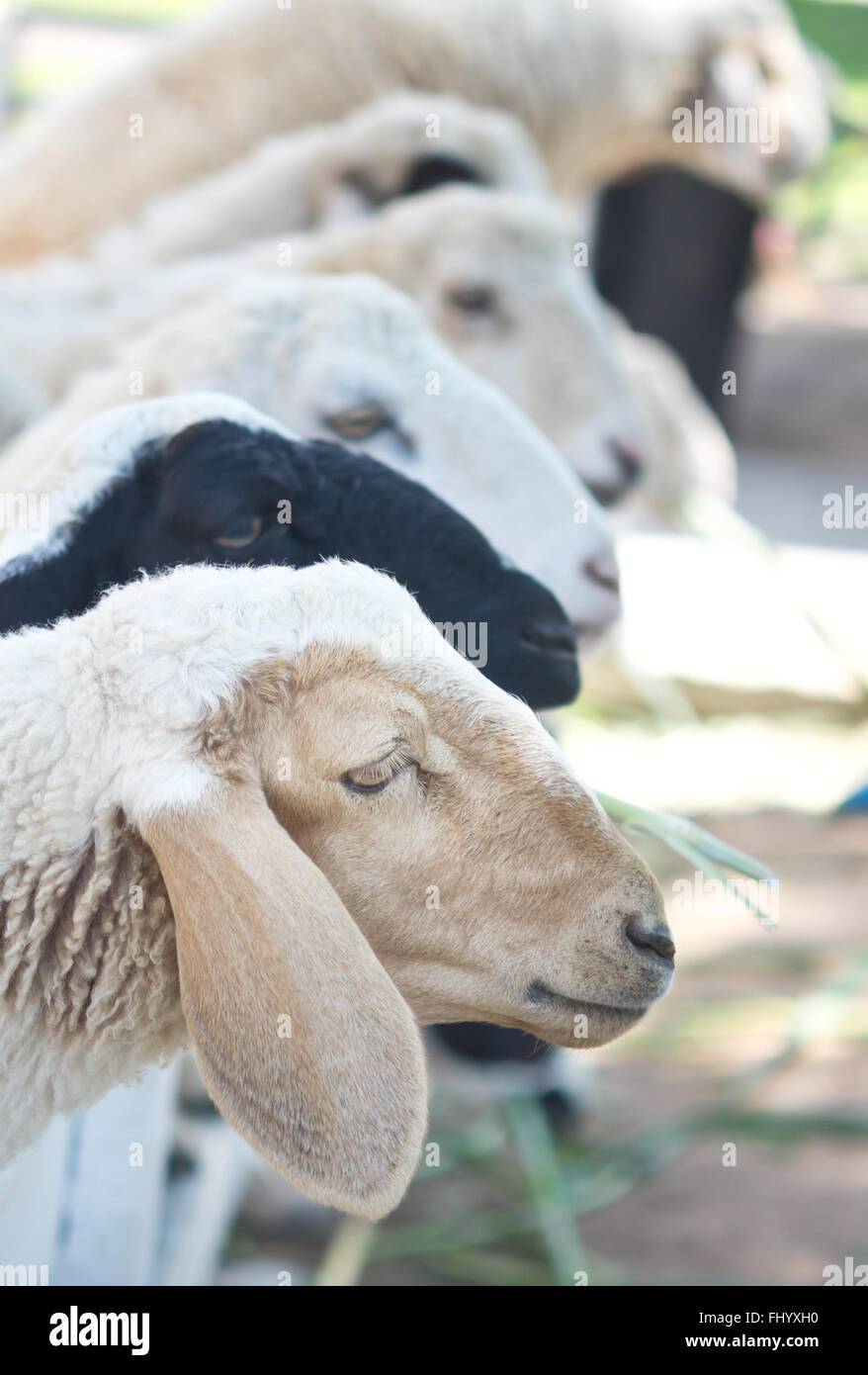 row sheep in a farm Stock Photo - Alamy
