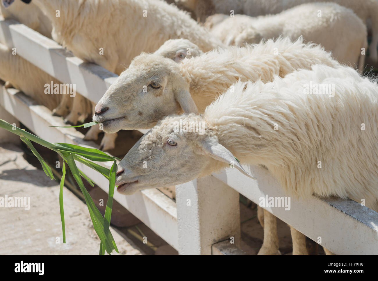 sheep eating grass in a farm Stock Photo - Alamy
