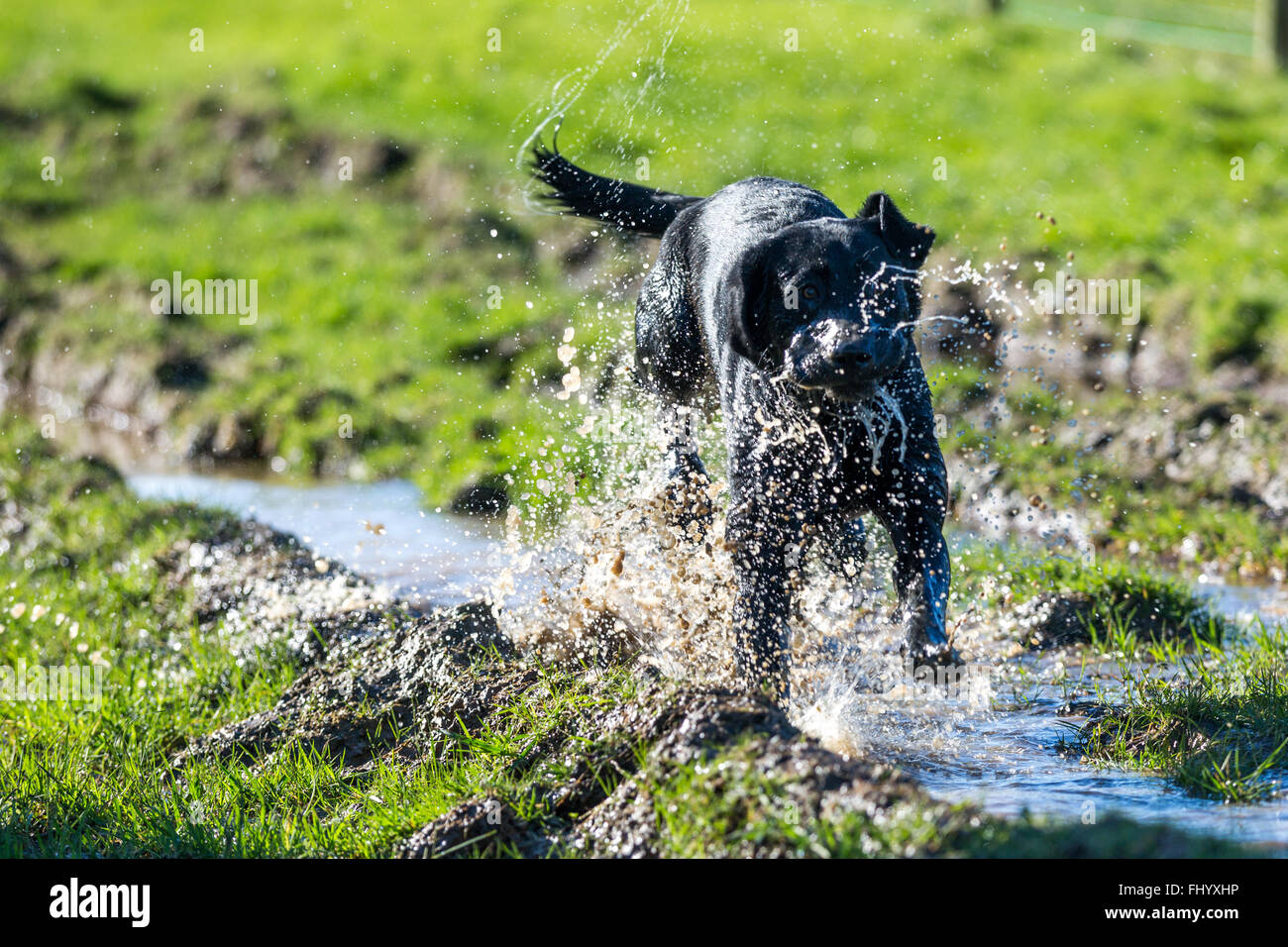 Black Labrador dog playing in muddy puddles Stock Photo - Alamy