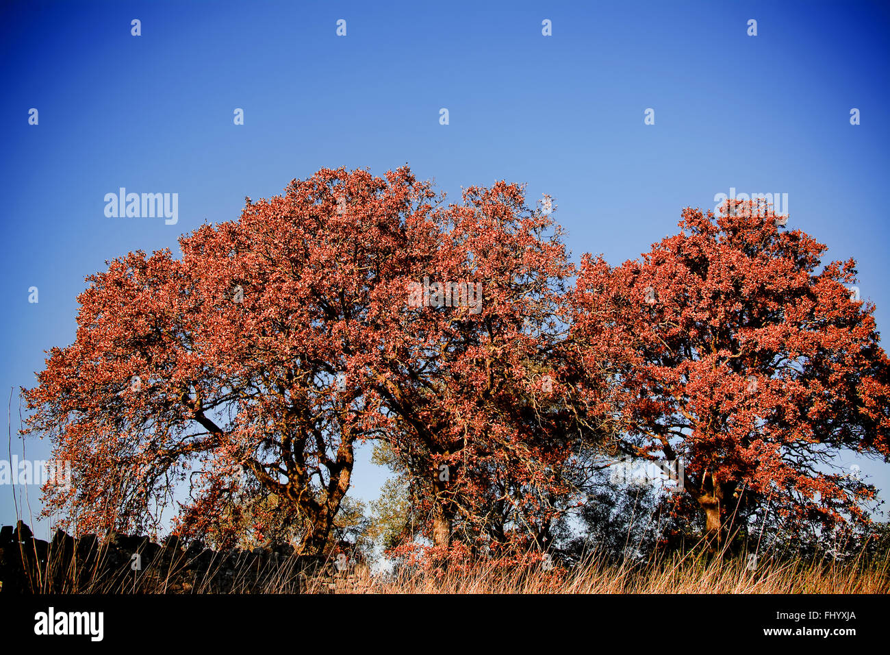 Branch oak tree italy hi-res stock photography and images - Alamy