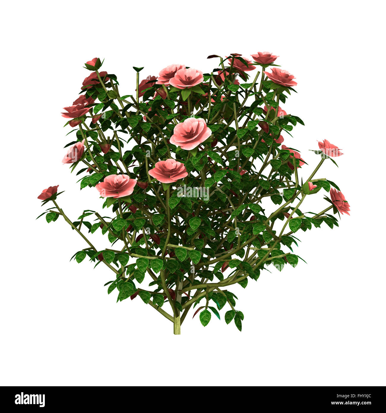 Digital render white rose bush hi-res stock photography and images - Alamy