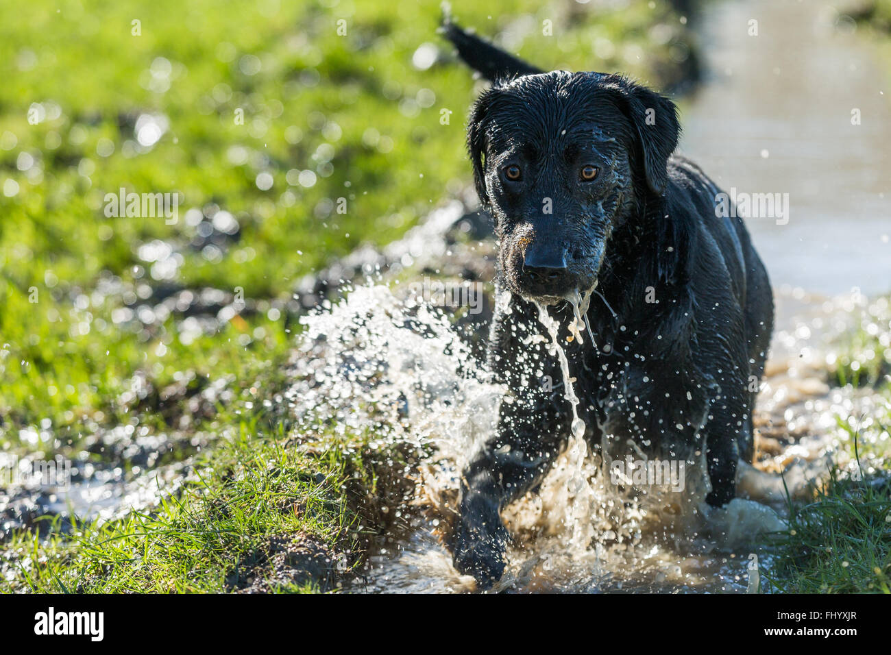 Black Labrador dog playing in muddy puddles Stock Photo - Alamy