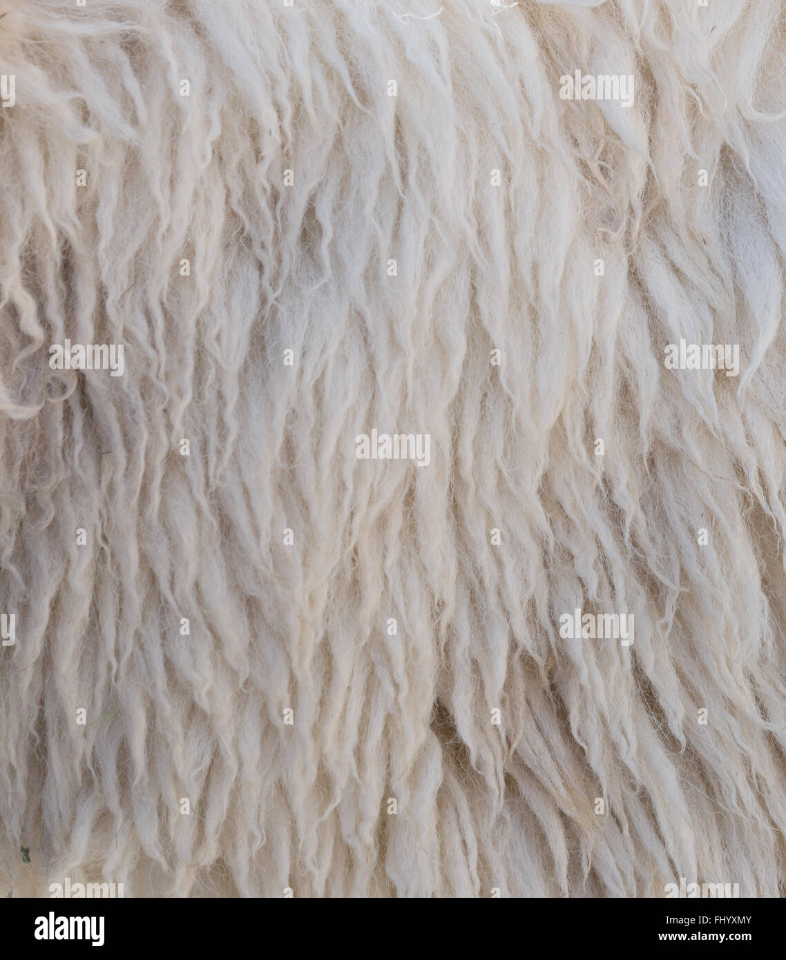 fluffy wool of white sheep Stock Photo - Alamy