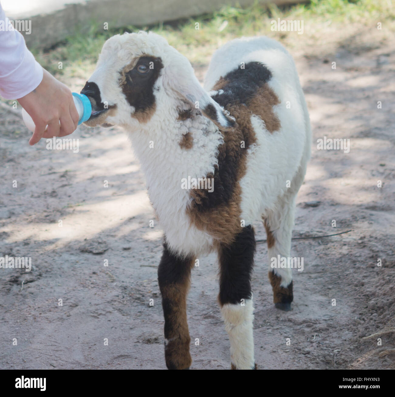 Feedingan hi-res stock photography and images - Alamy