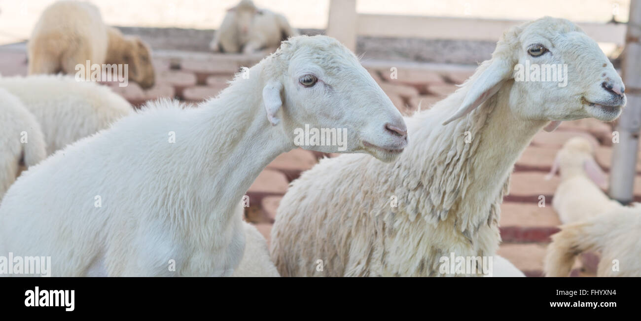 white sheep in a farm Stock Photo - Alamy