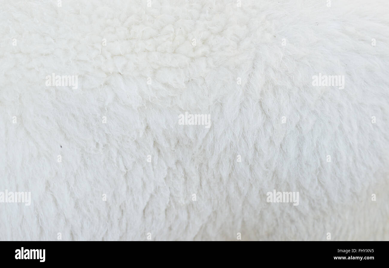 Fluffy white puff hi-res stock photography and images - Alamy