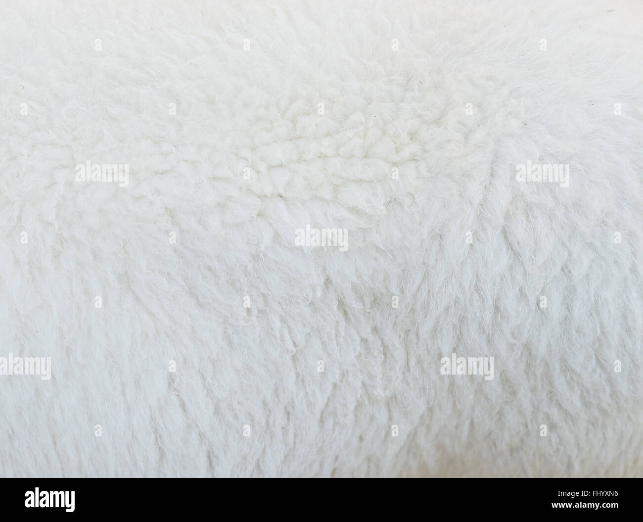 fluffy wool of white sheep Stock Photo - Alamy