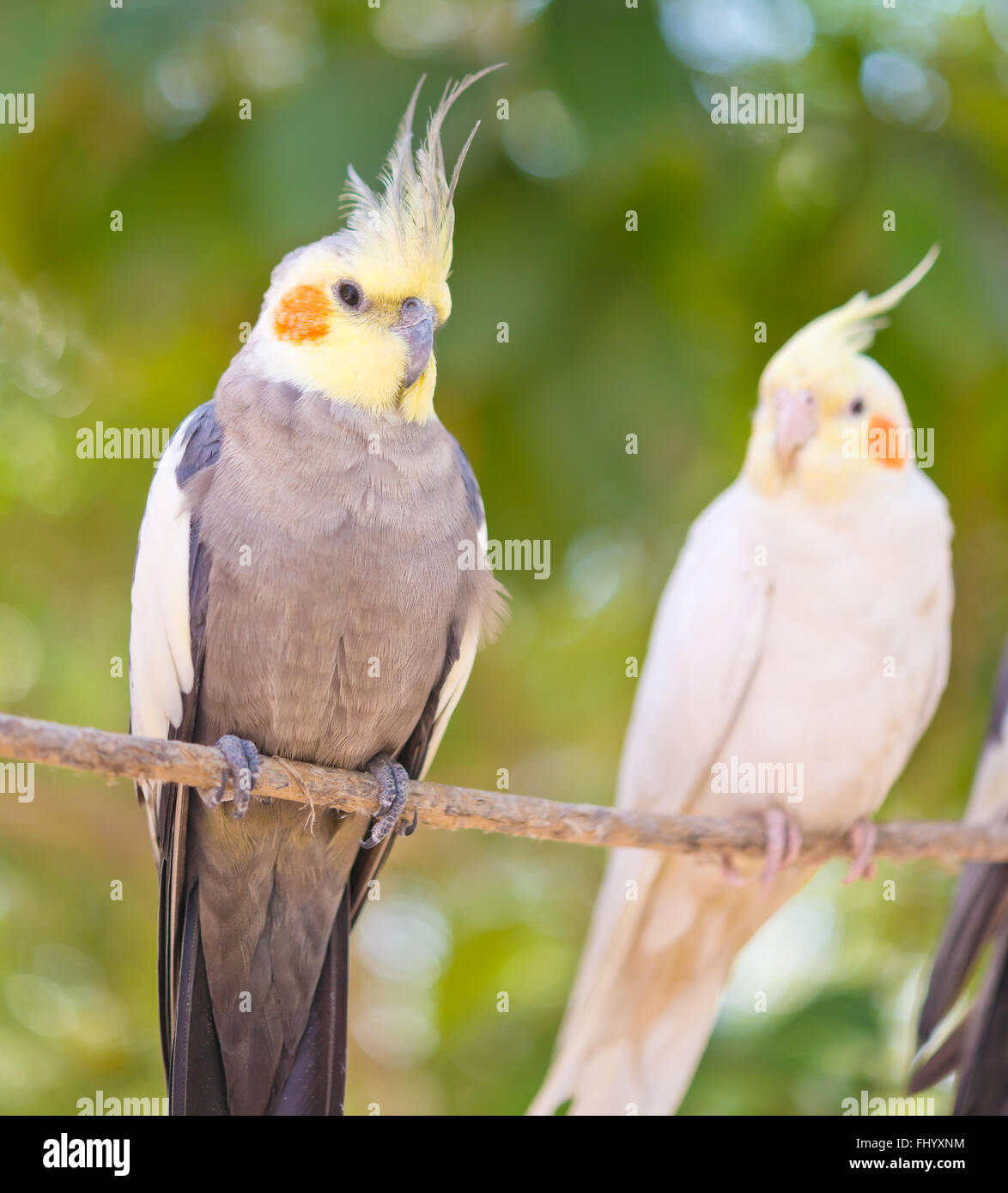 Male Cockatiel Stock Photos & Male Cockatiel Stock Images - Alamy