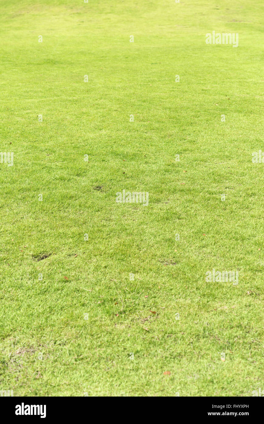 image of green field background Stock Photo - Alamy