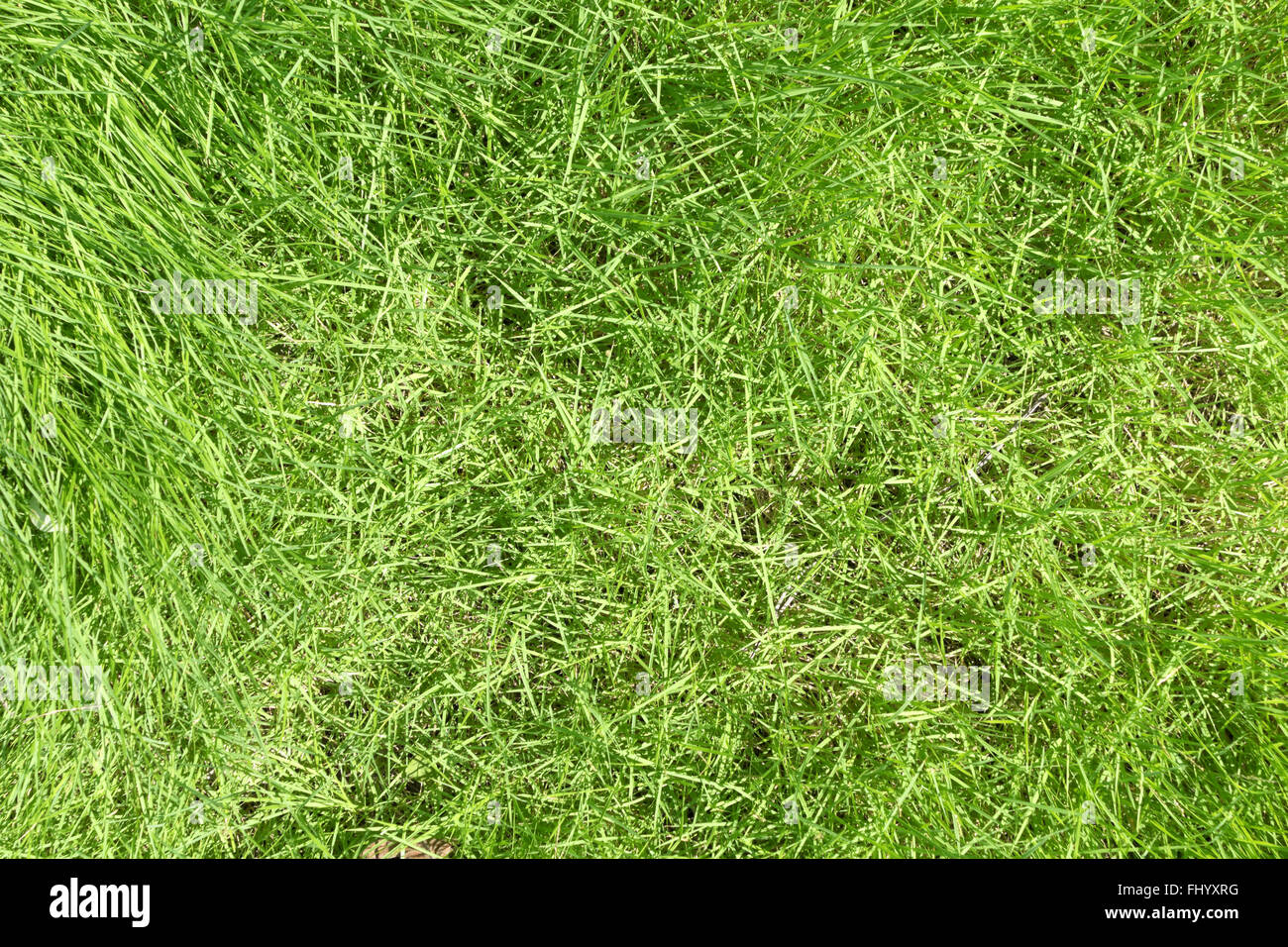 green grass great as a background Stock Photo - Alamy