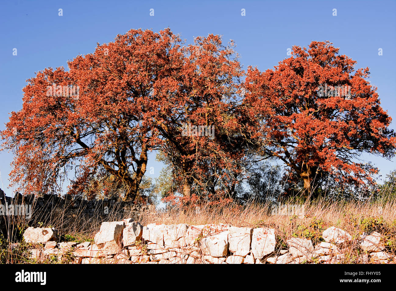 Branch oak tree italy hi-res stock photography and images - Alamy
