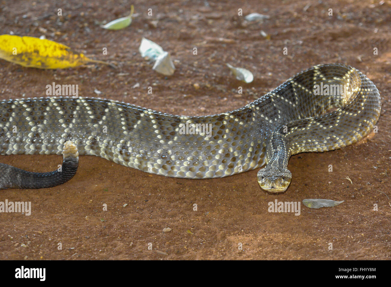 Cascabel rattlesnake hi-res stock photography and images - Alamy