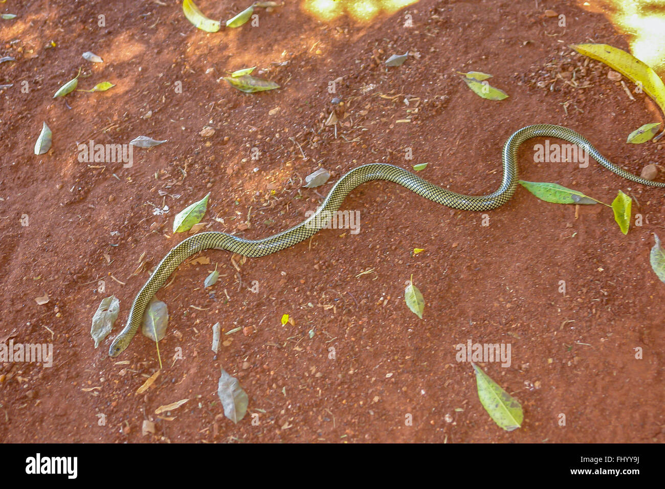 Brown and yellow snake hi-res stock photography and images - Alamy
