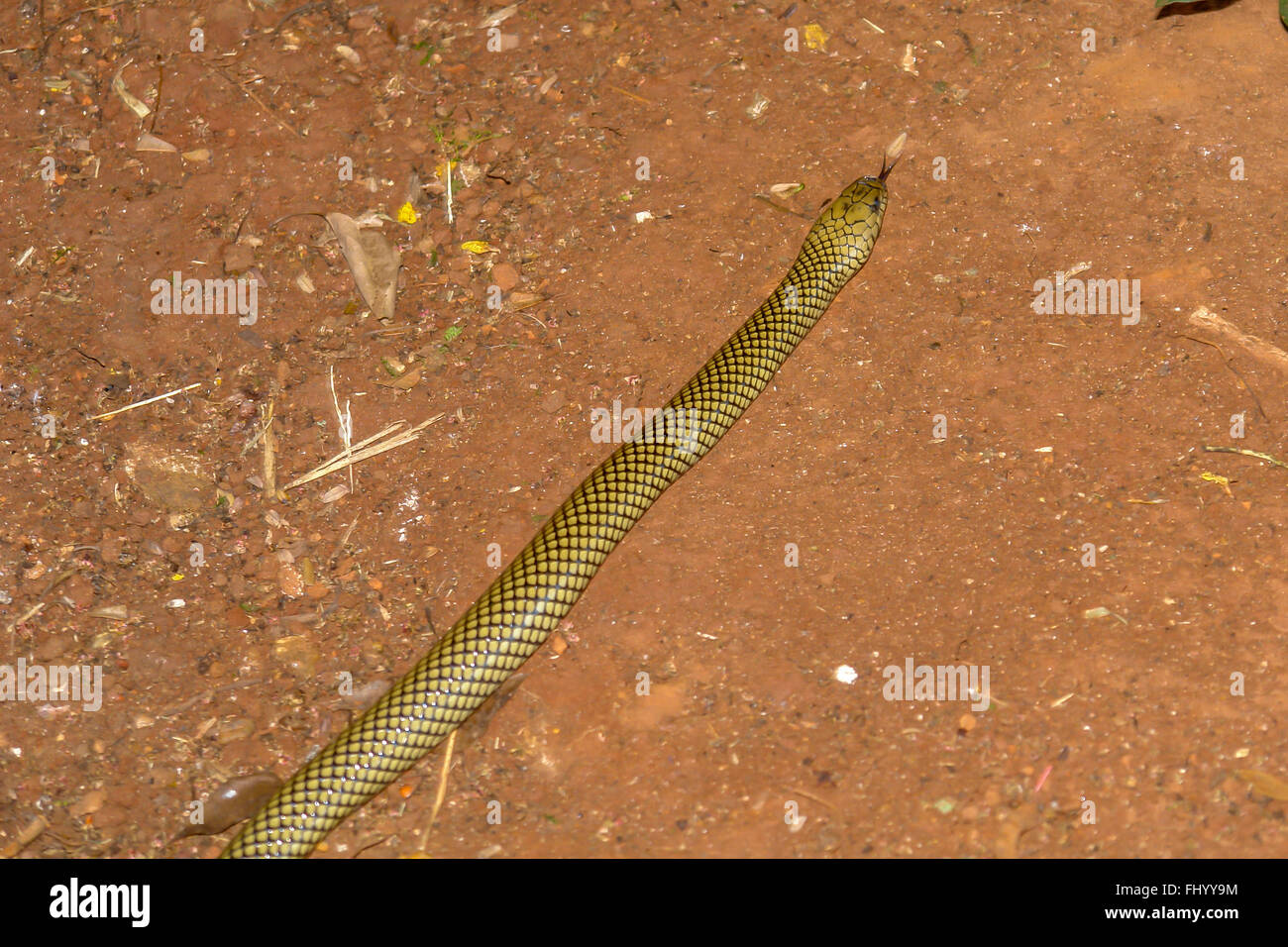 Yellow Serpent Stock Photos & Yellow Serpent Stock Images - Alamy