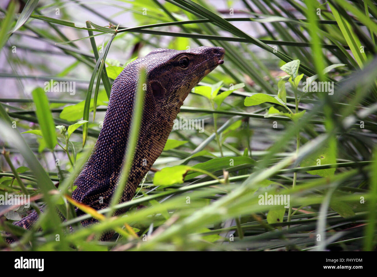 Lizard skin south east asia hi-res stock photography and images - Alamy