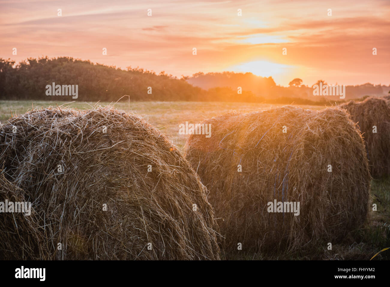 Harvest concept Haystacks on sunset field, Brittany, France Stock Photo ...
