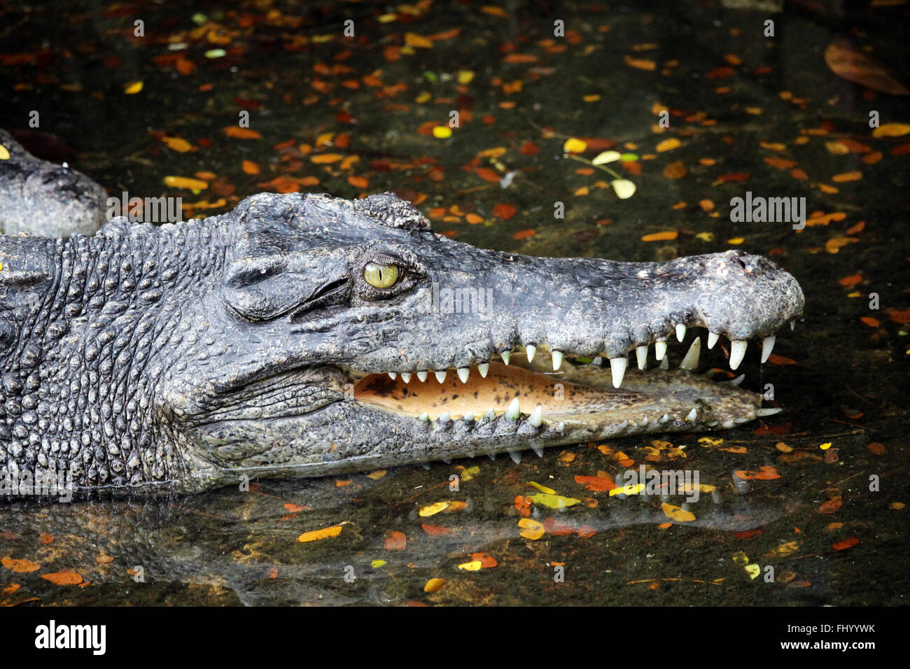 Big teeth hi-res stock photography and images - Alamy