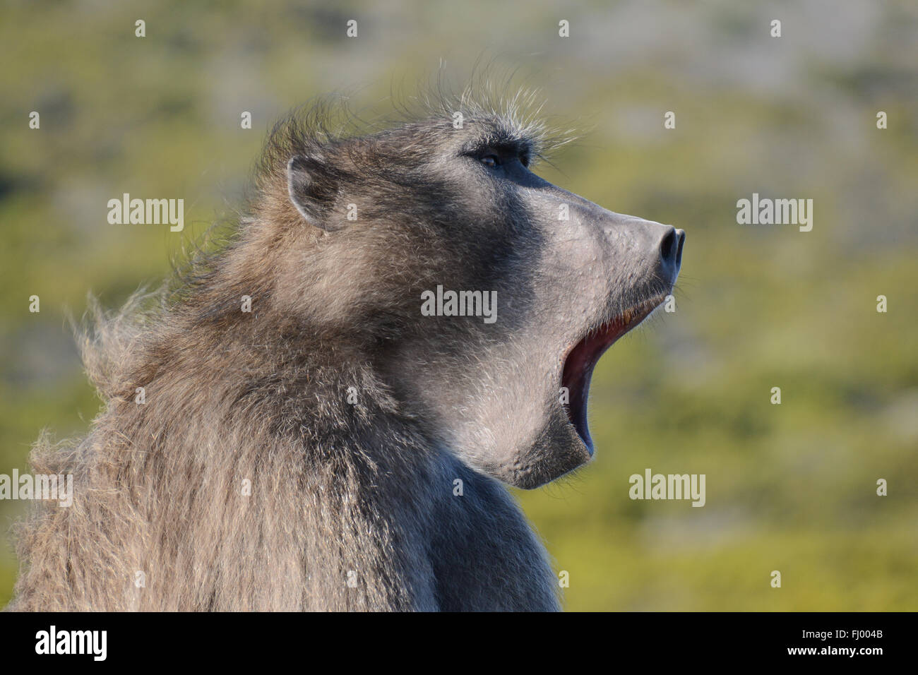 A male Chacma Baboon calls for his troop, South Africa Stock Photo - Alamy