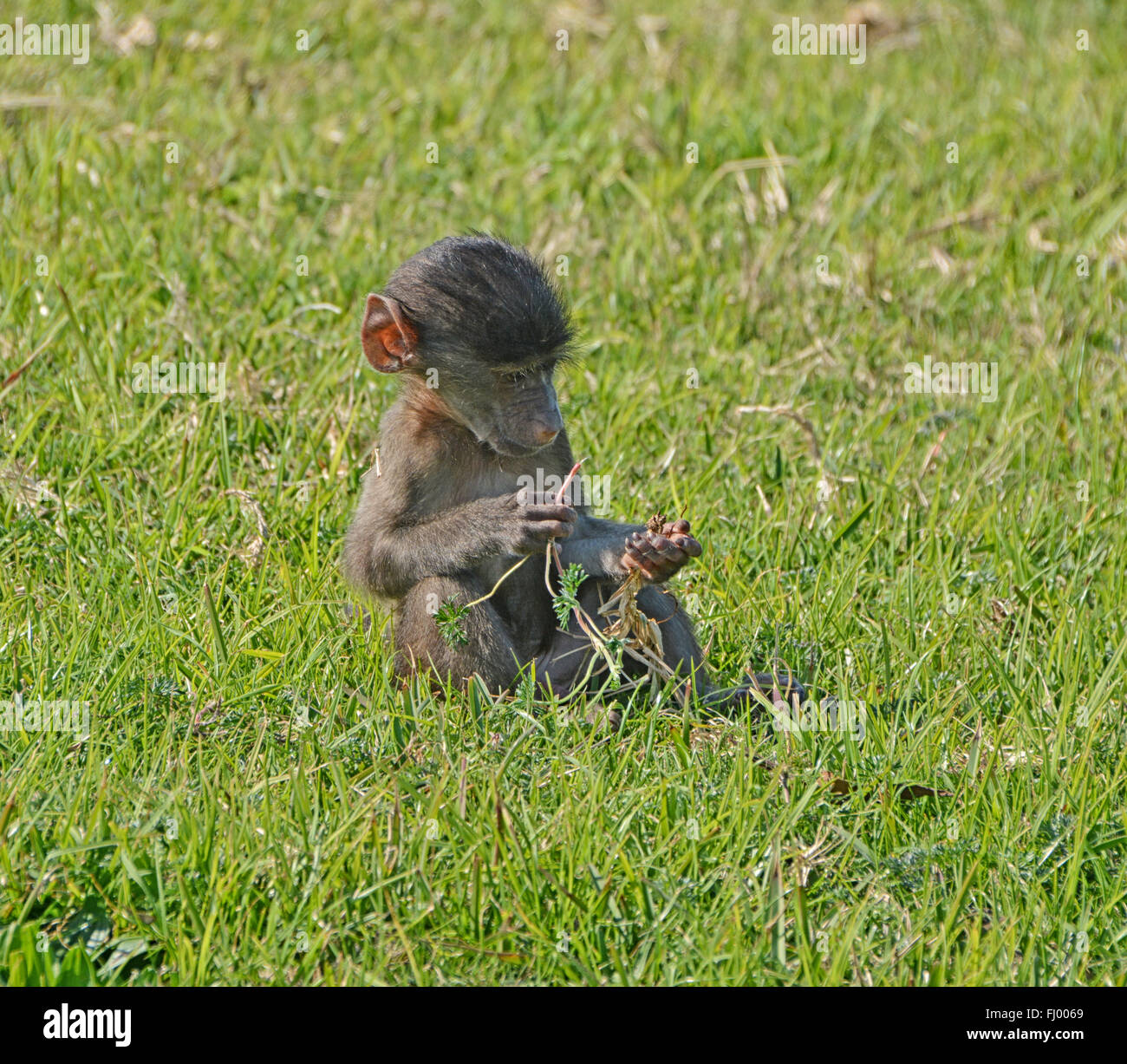 A baby Chacma Baboon surveys his grass roots, South Africa Stock Photo ...