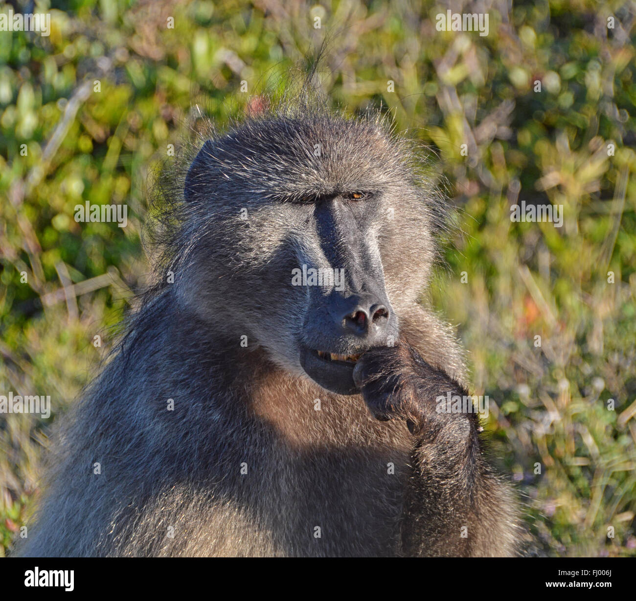 Primate gaze hi-res stock photography and images - Alamy
