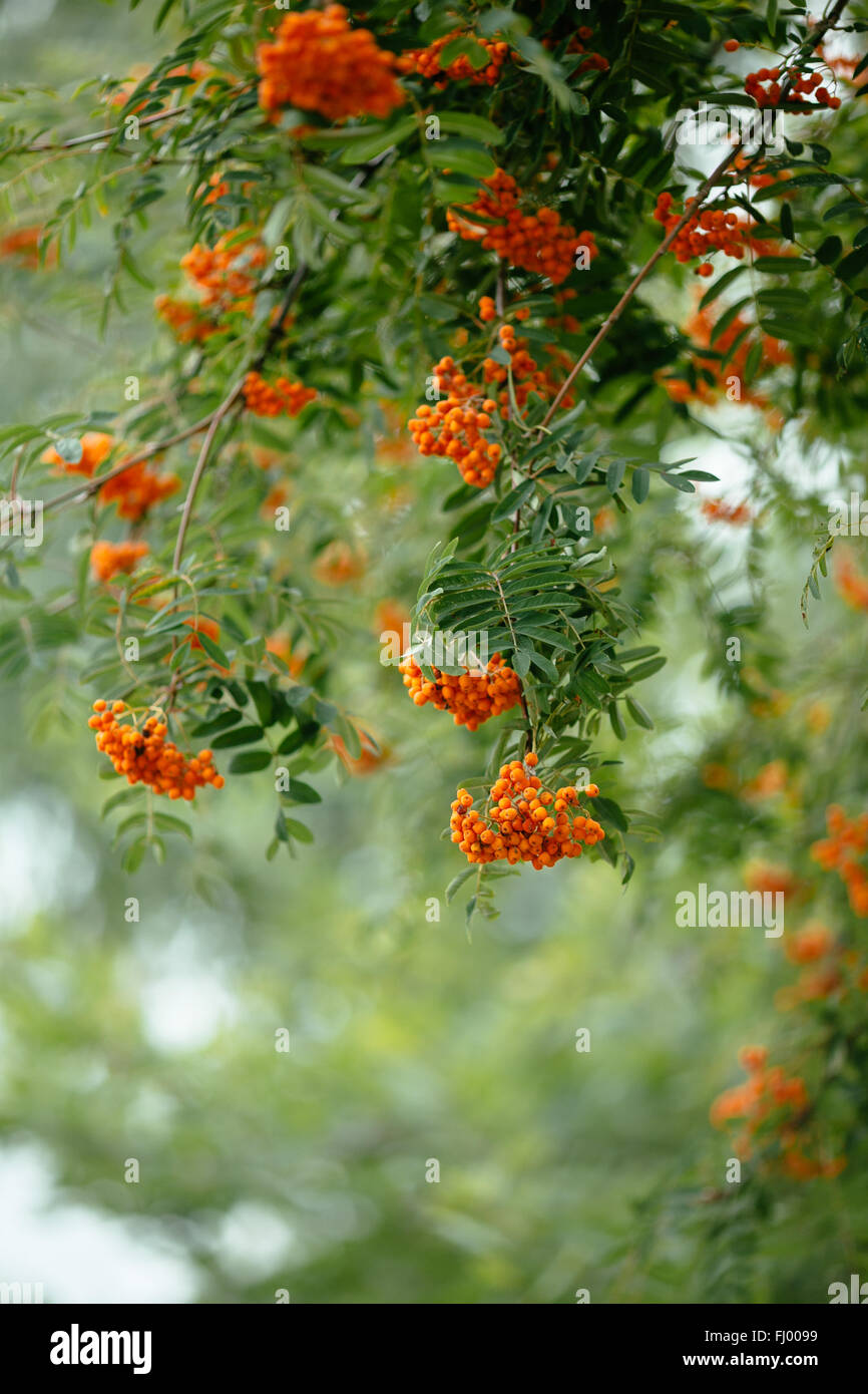 Rowan tree hi-res stock photography and images - Alamy