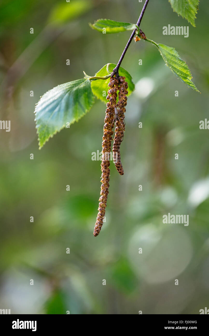 Birch catkins hi-res stock photography and images - Alamy