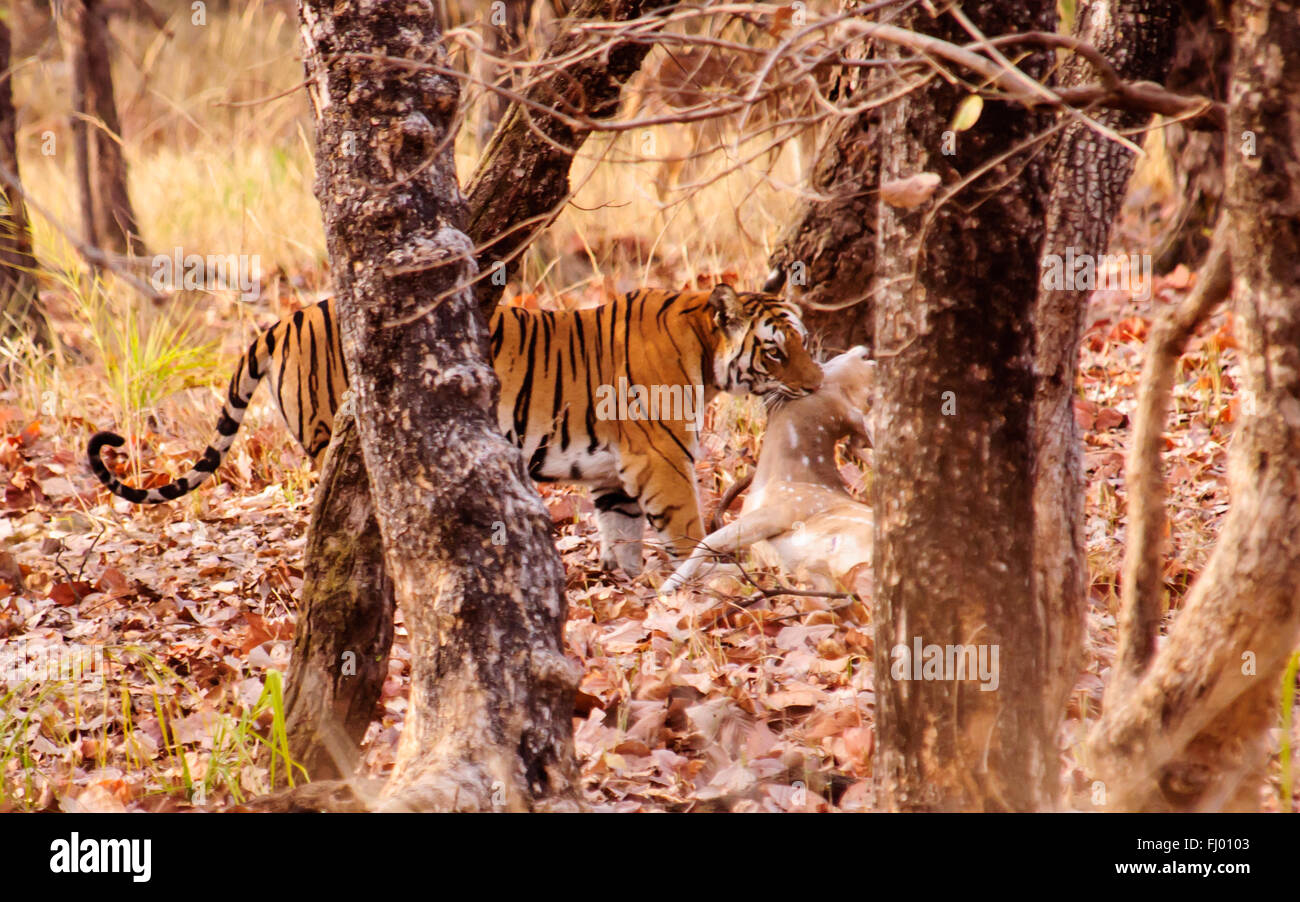 Tiger making a kill Stock Photo - Alamy
