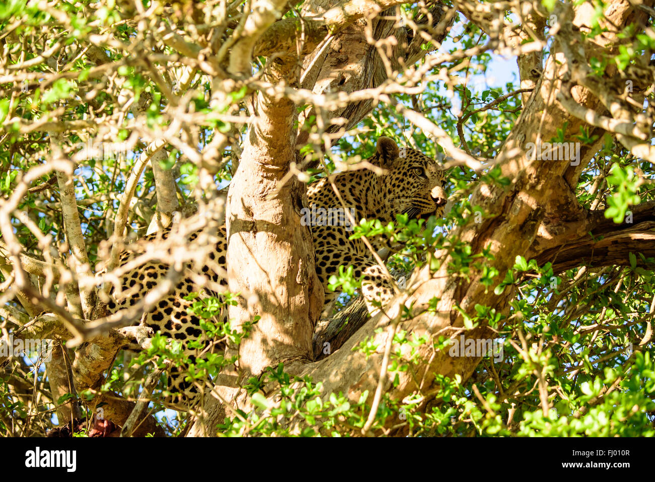 leopard concealed in a tree Stock Photo - Alamy