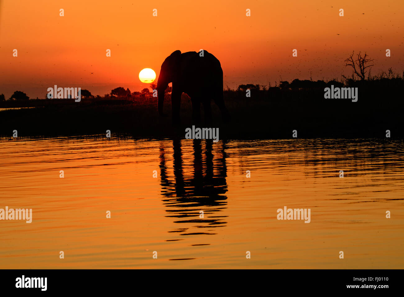 African elephant silhouetted and its shadow in an African sunset Stock ...