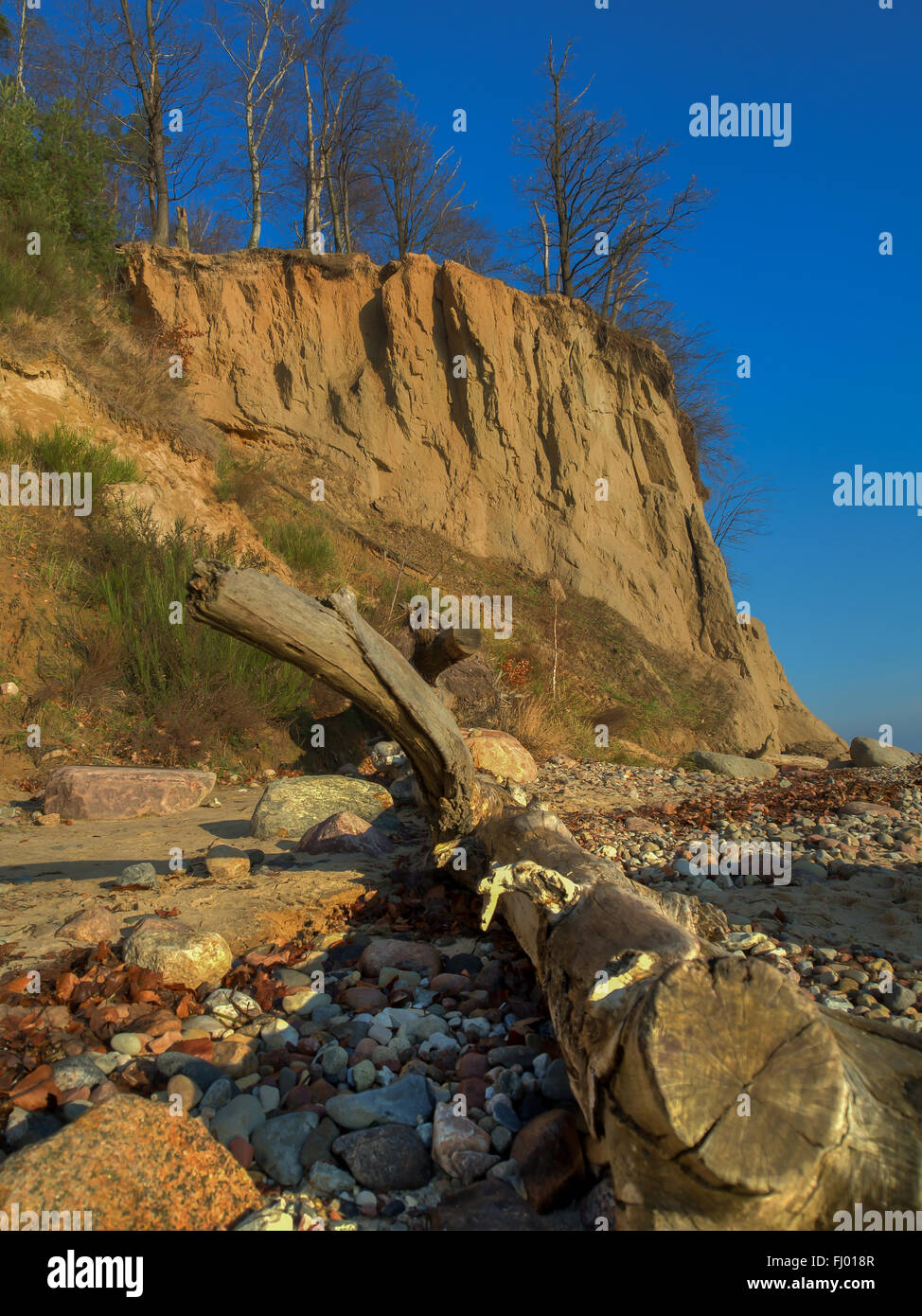 Fallen tree trunk at a steep escarpment of the Baltic Sea Stock Photo ...
