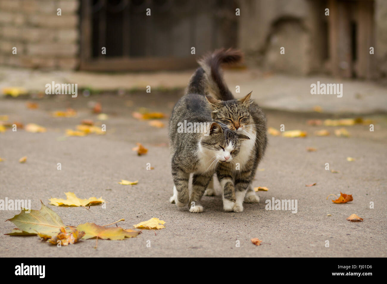 Two cats walking hi-res stock photography and images - Alamy