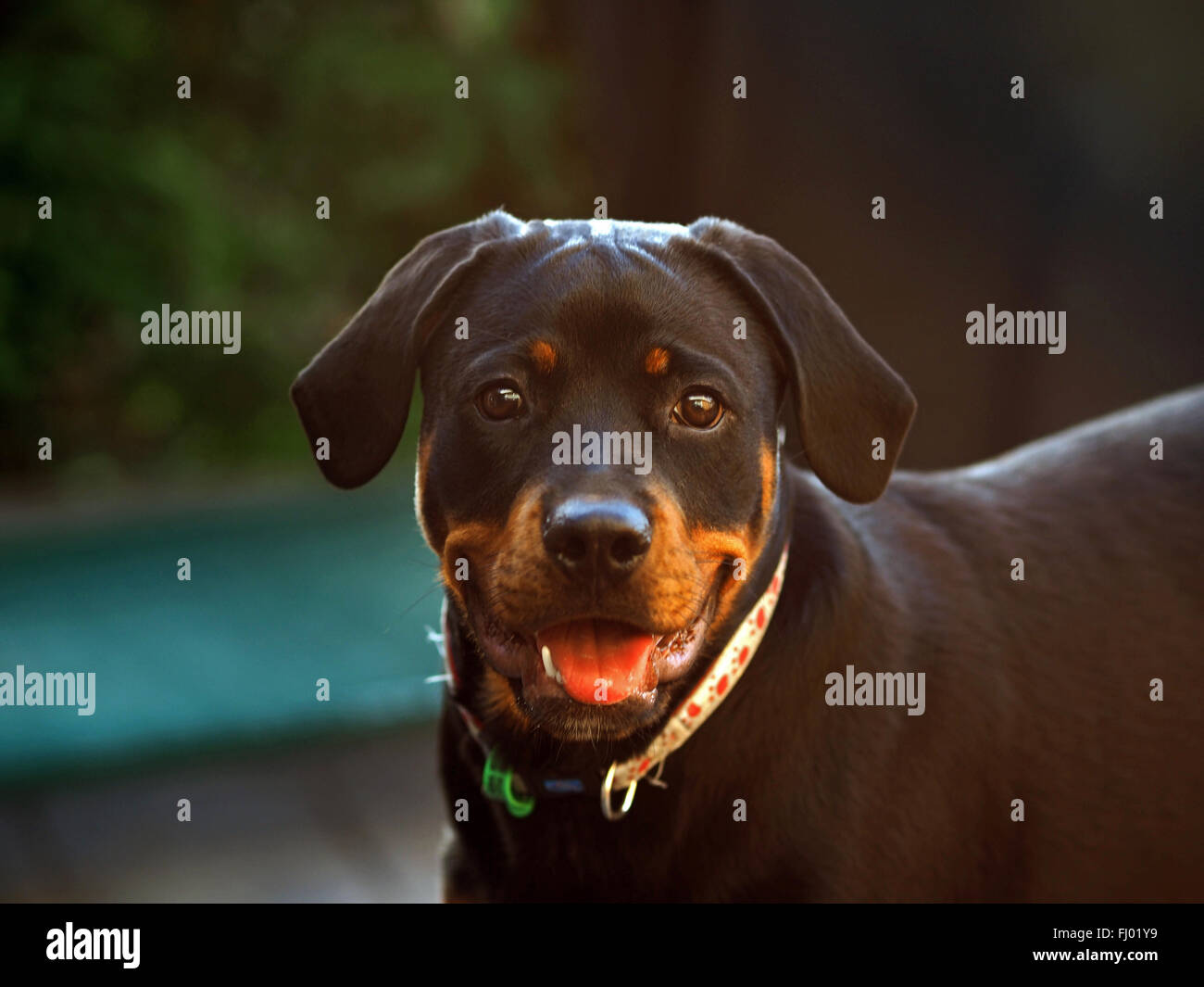Rottweiler Puppy Purebred German Isabeau Freyja Stock Photo - Alamy