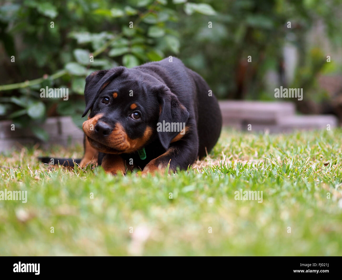 Rottweiler Puppy Purebred German Isabeau Freyja Stock Photo - Alamy